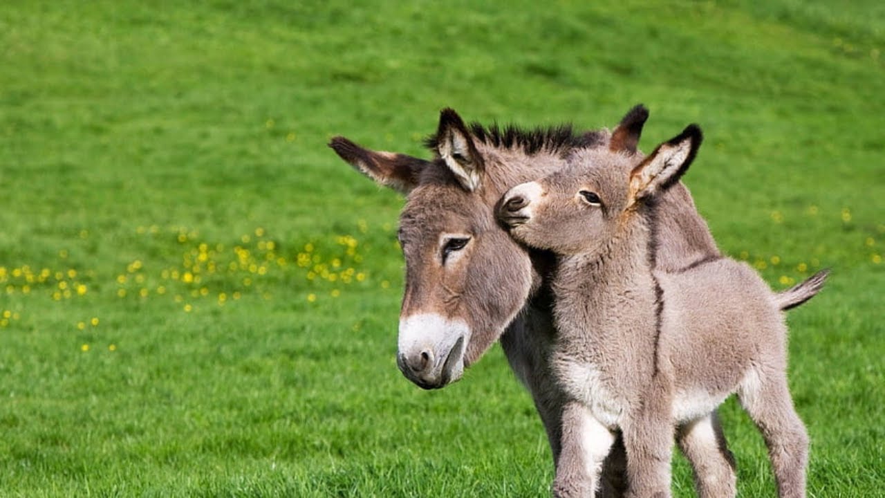 🐎🐎Como é Burro Relinchando🐎🐎How is Donkey Neighing - YouTube
