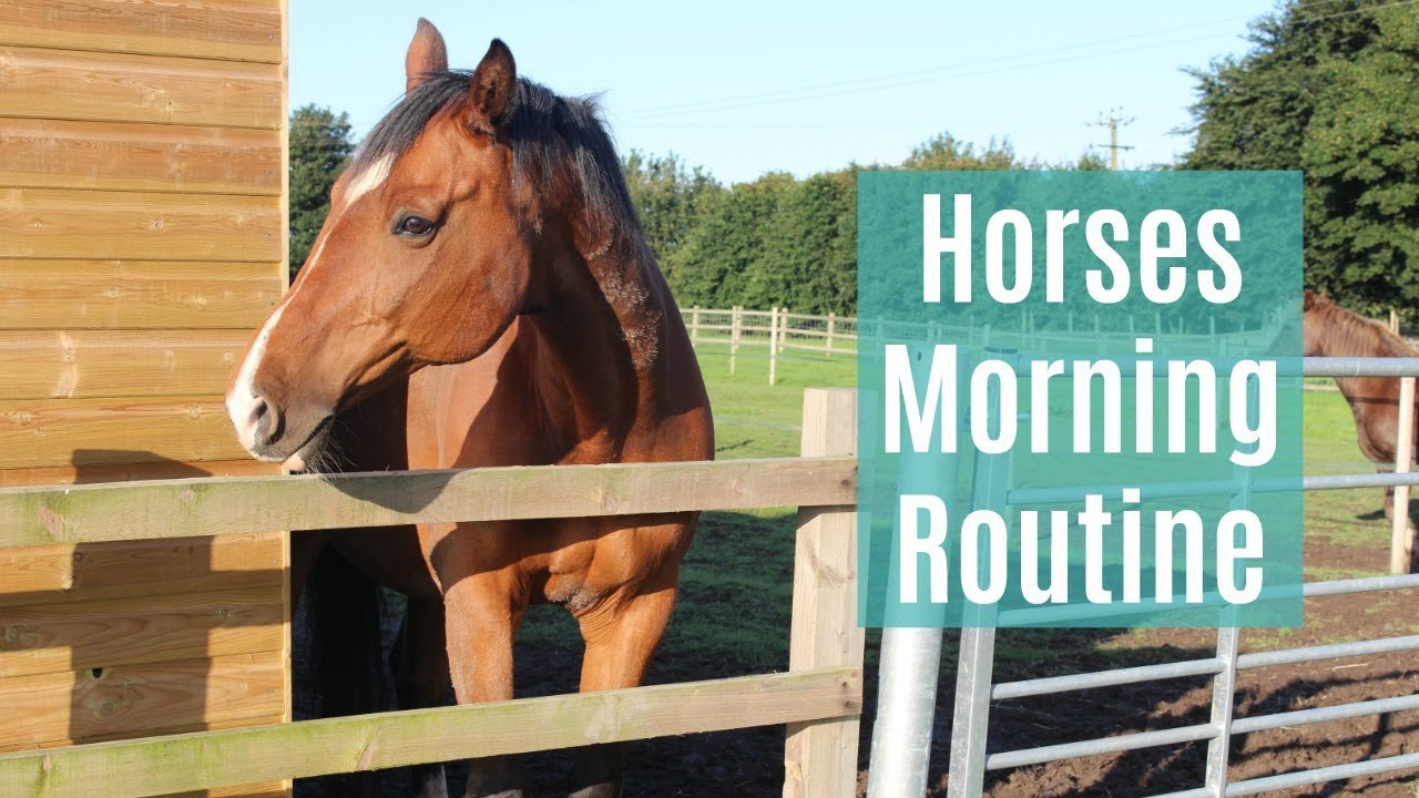 Horses Morning Routine - YouTube