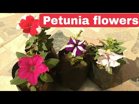 Petunia flowers tower, how to make petunia flowers tower, how to make ...