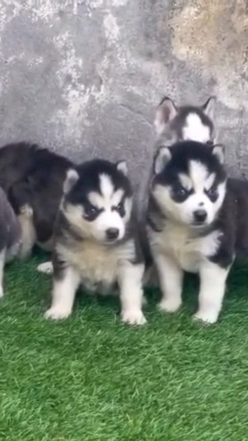 Siberian Husky Puppies in import Quality 🥰😍 || #puppy #funny #cute # ...