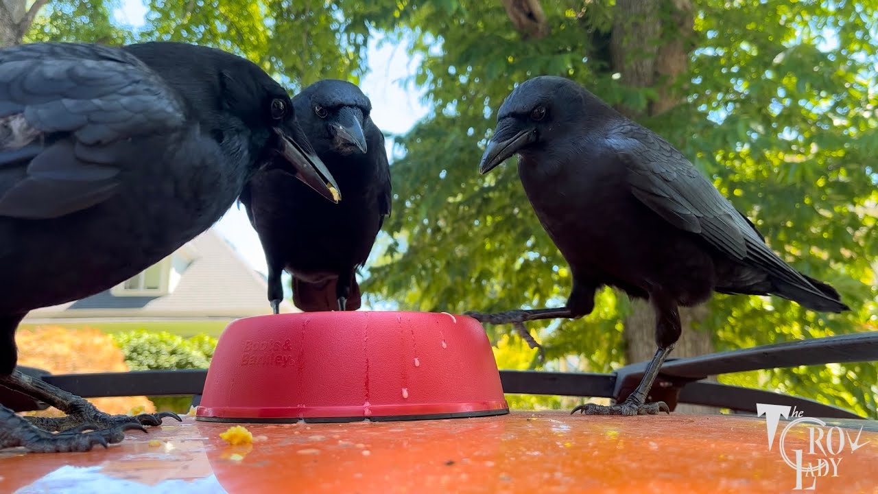Crow Cam: Kick Back and Relax with the World's Longest Breakfast - YouTube