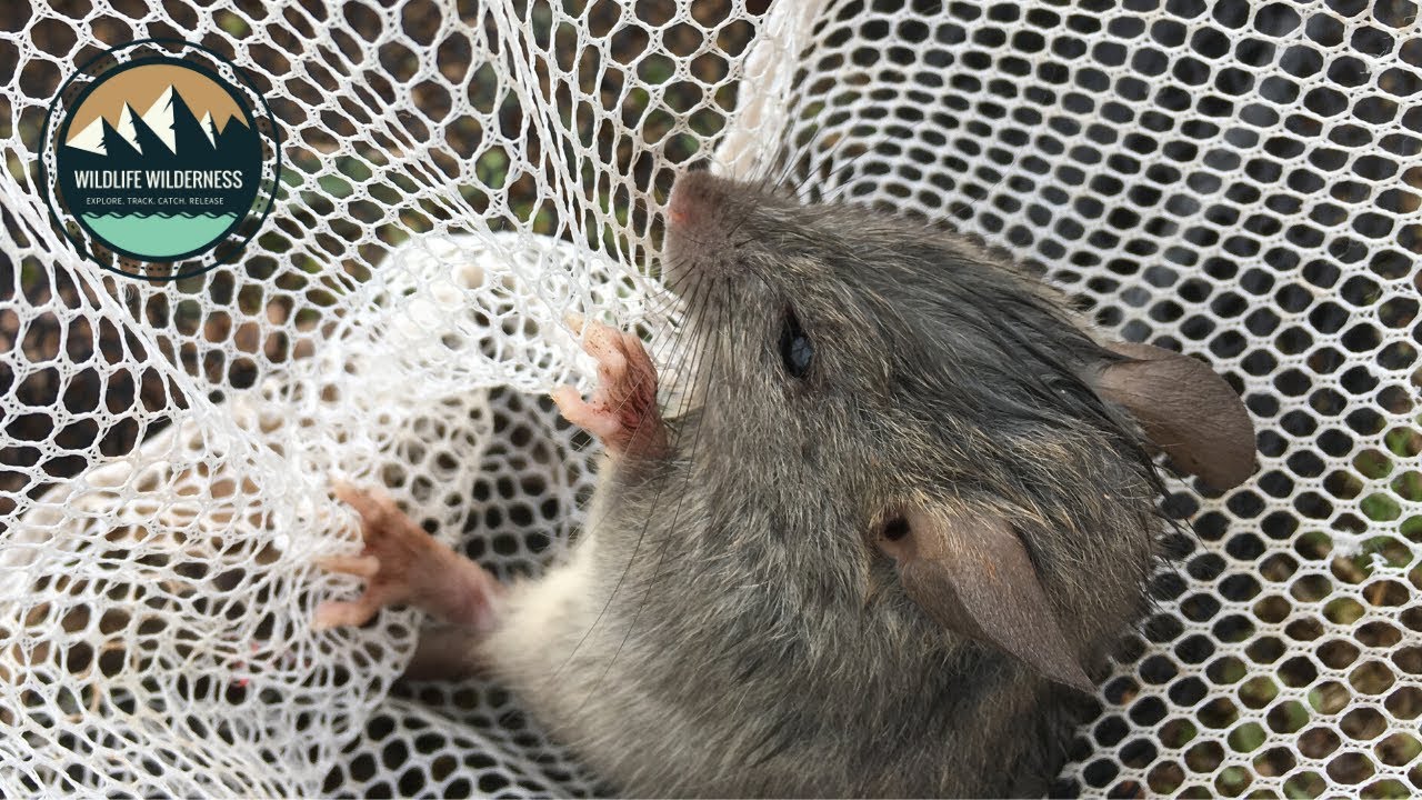 Captured a Field Mouse After Snowfall - YouTube