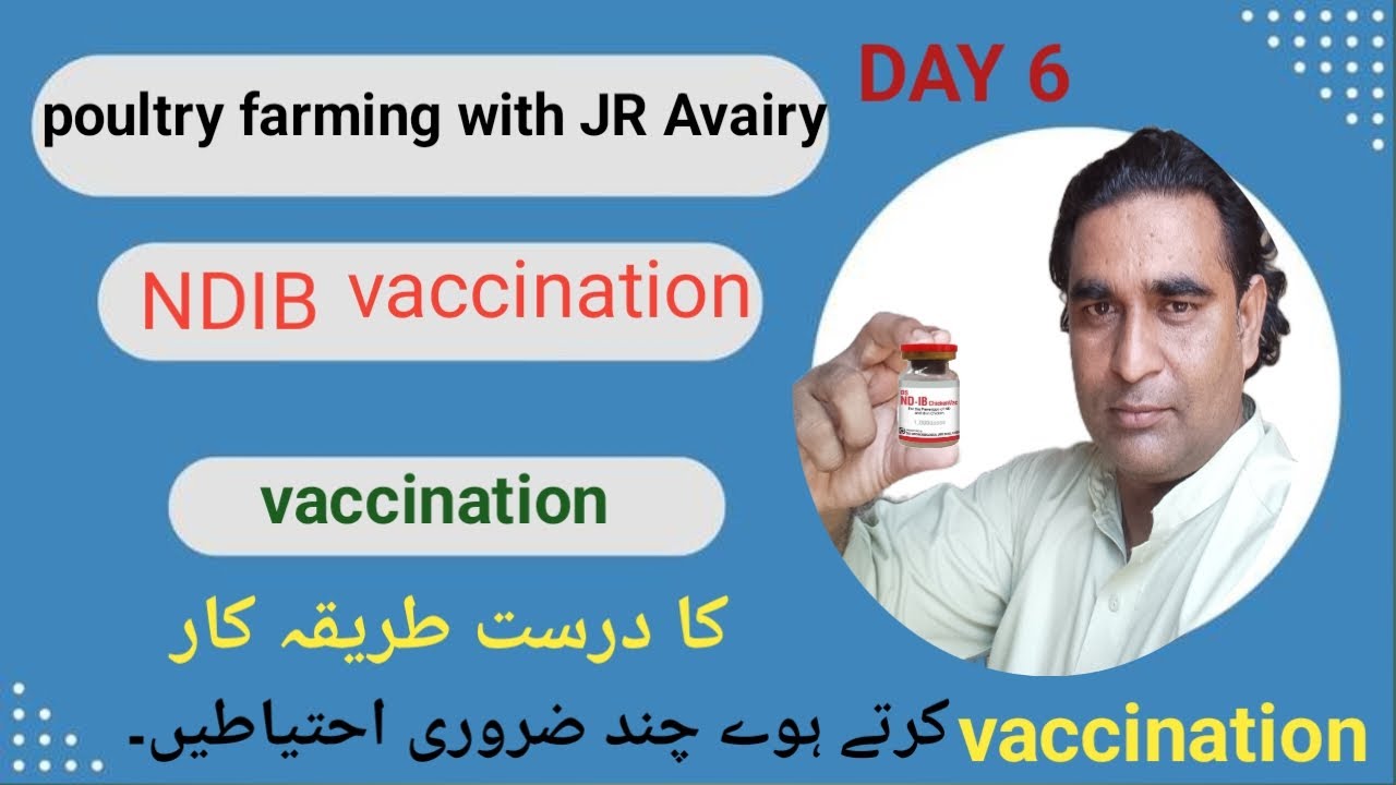 How to do NDIB vaccination in poultry | poultry vaccination - YouTube