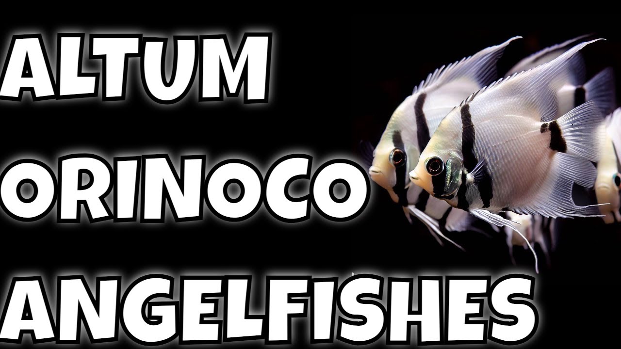 Orinoco Angelfish Aquarium Tour: A Close-Up Look at These Beautiful ...