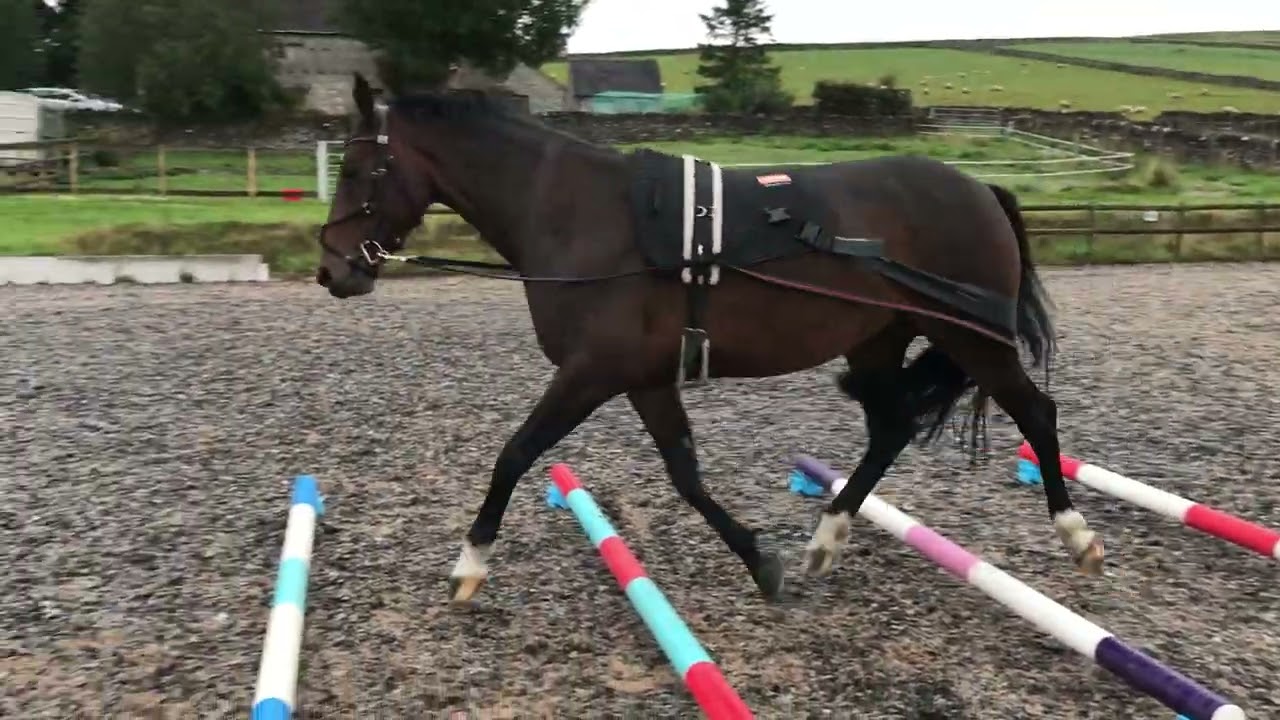 4 raised trot poles - YouTube