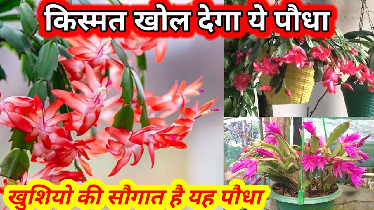 Chrismas Cactus : Propagation & care tips. Holy Plants grow in Chrismas ...