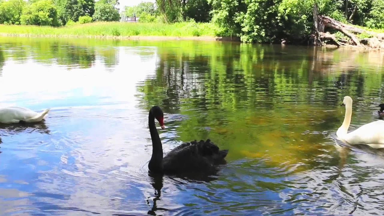The Royal Swans - Ottawa, Ontario, Canada - YouTube