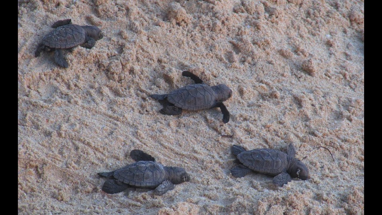 Barbados Turtle Hatchling Release - YouTube