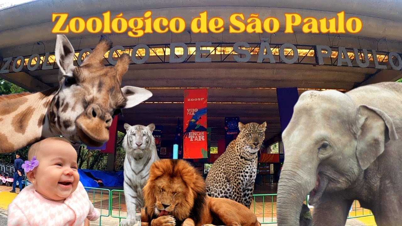 Zoológico de São Paulo🦁 (atualizado) DICAS E VALORES - YouTube