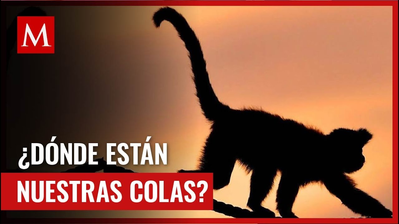 La ausencia de cola en los humanos es un enigma que hasta hace poco ...