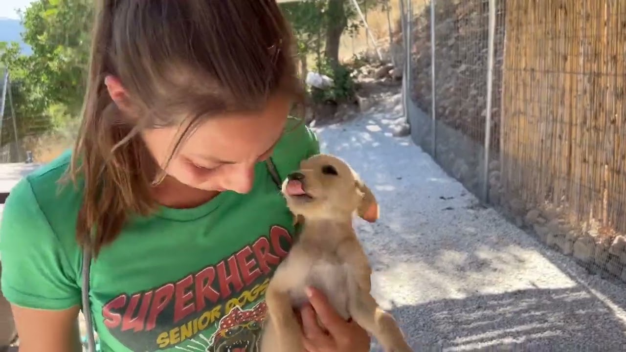 Good morning from Morfoula and her puppies 🐶😍 All of them are so ...