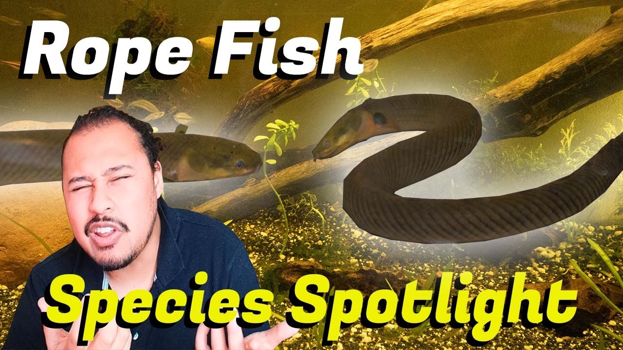Rope Fish Species Spotlight - YouTube