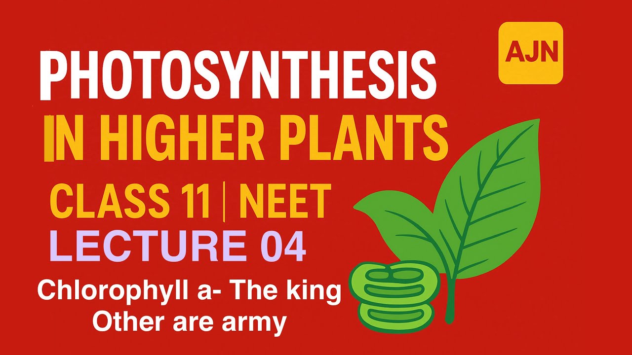 Lecture 4: Photosynthesis in Higher Plants | NEET Biology Class 11 ...