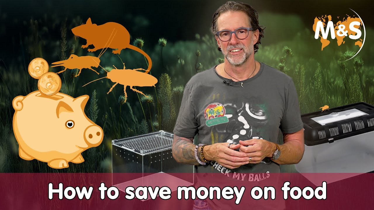 How to save money on food | Insects & rodents - YouTube