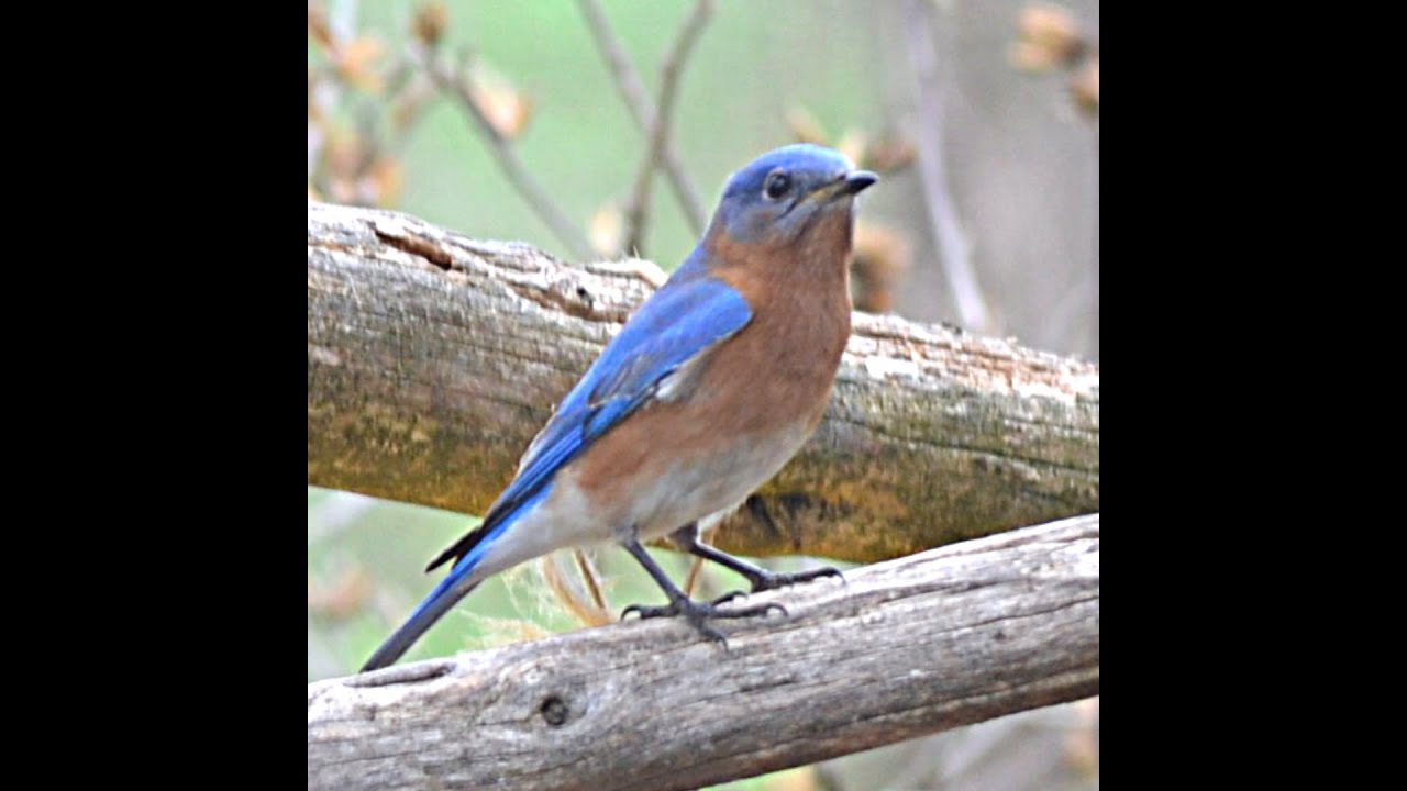 Bluebird checks camera out!#backyardbirds #livestream #birdfeeder # ...