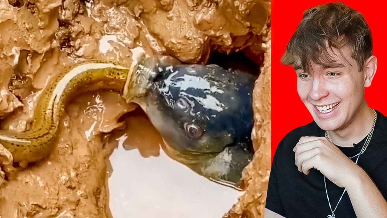 The WEIRDEST Fish TIKTOKS… - YouTube