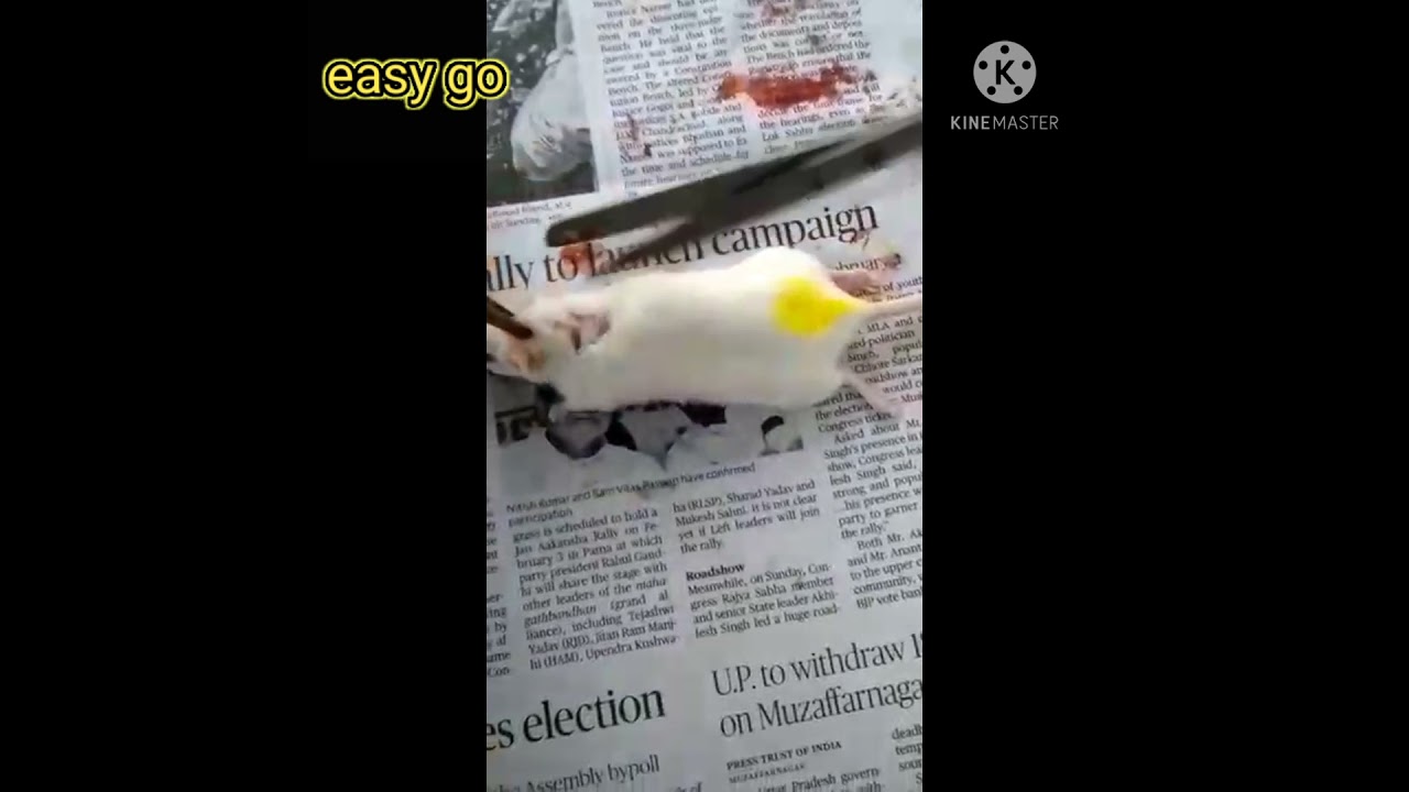 Pharmacology Animal experiment - isolation of rat brain - YouTube