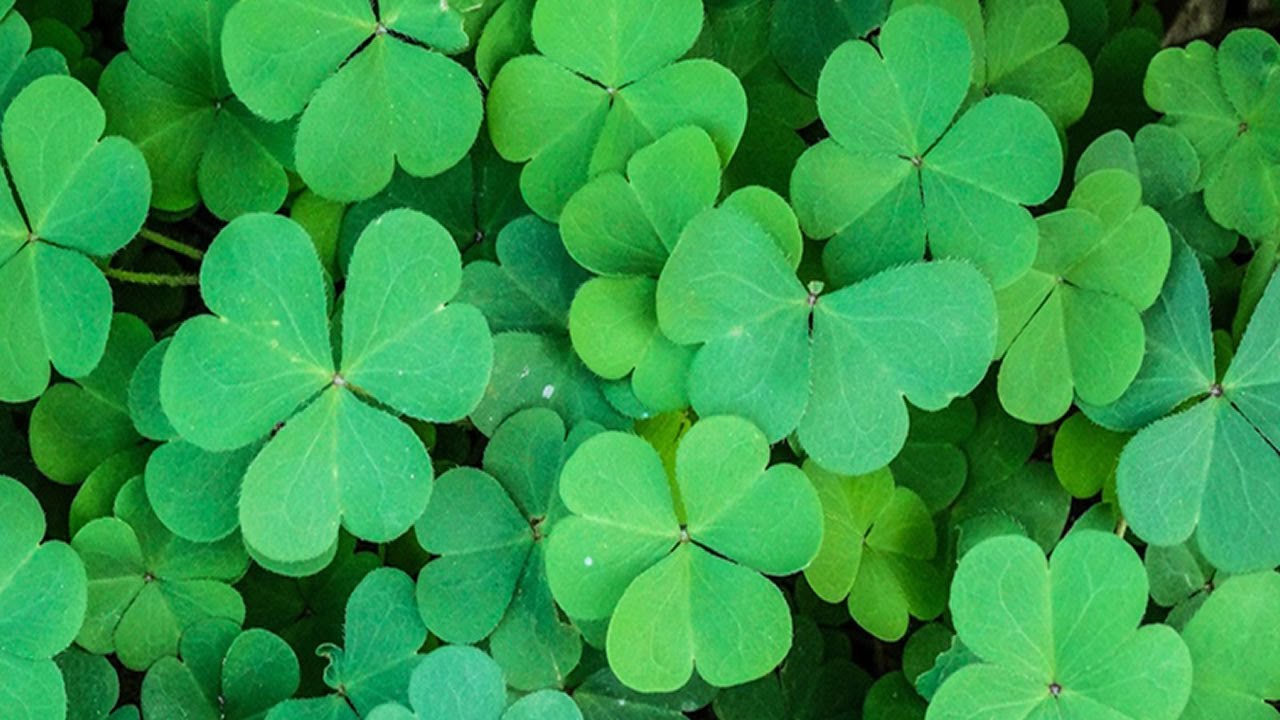 clover,shamrock - YouTube