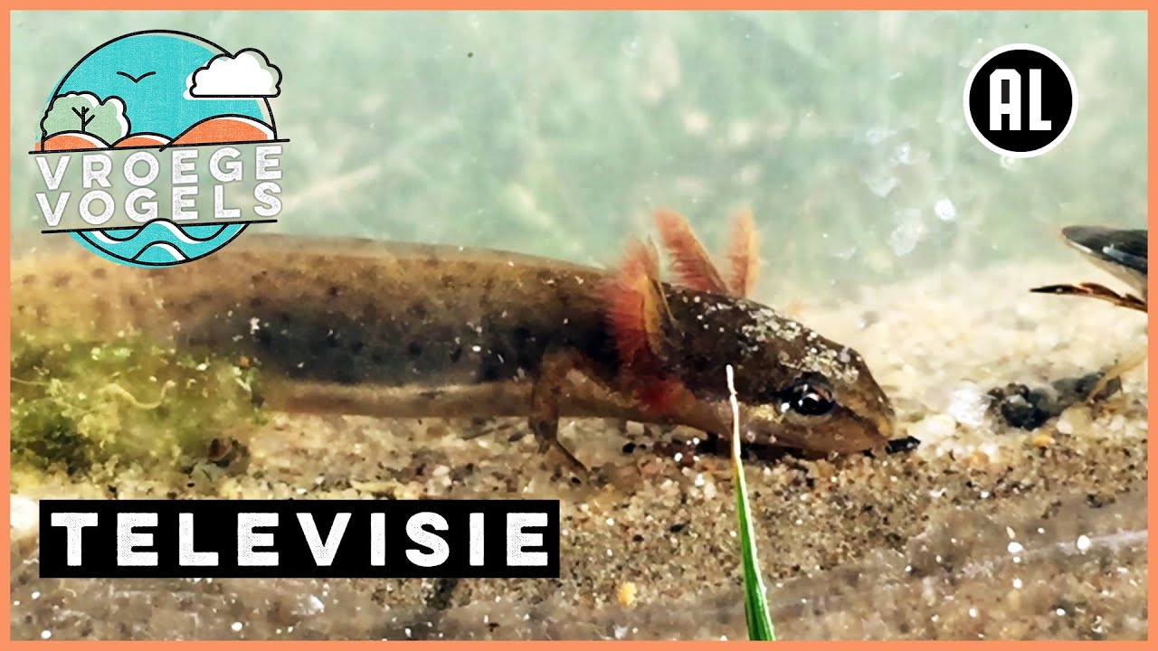 Neotene salamanders blijven jong | TV | Vroege Vogels - YouTube