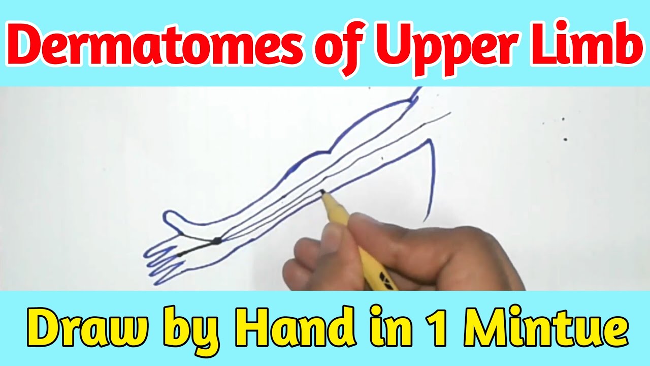 Dermatomes of Upper limb Hand Drawing made easy Must Watch - YouTube