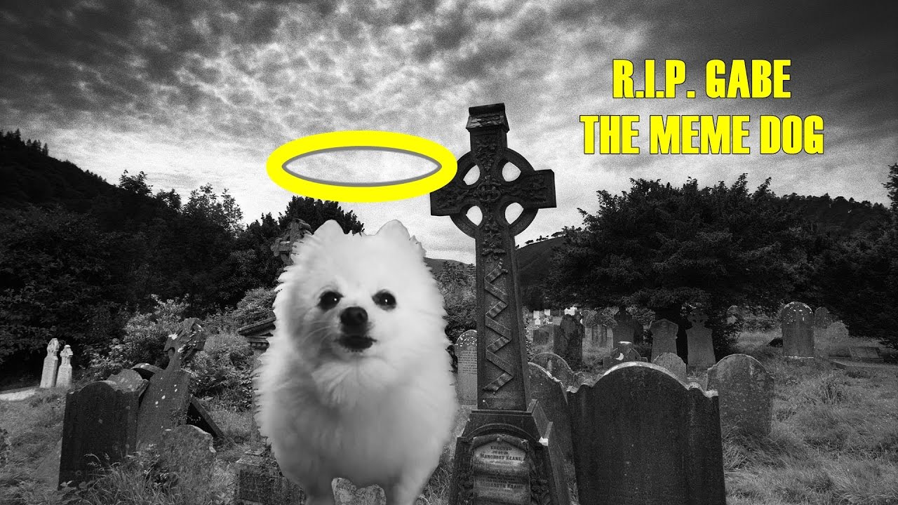RIP Gabe, The Meme Dog - YouTube