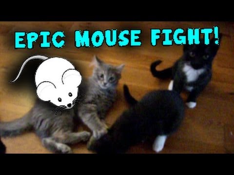 Epic Dramatic Mouse Fight - YouTube
