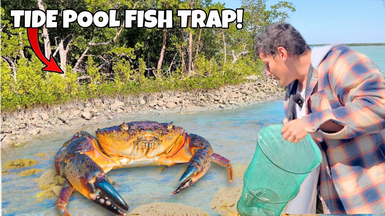 I Found EXOTIC Fish In TIDE POOL! - YouTube