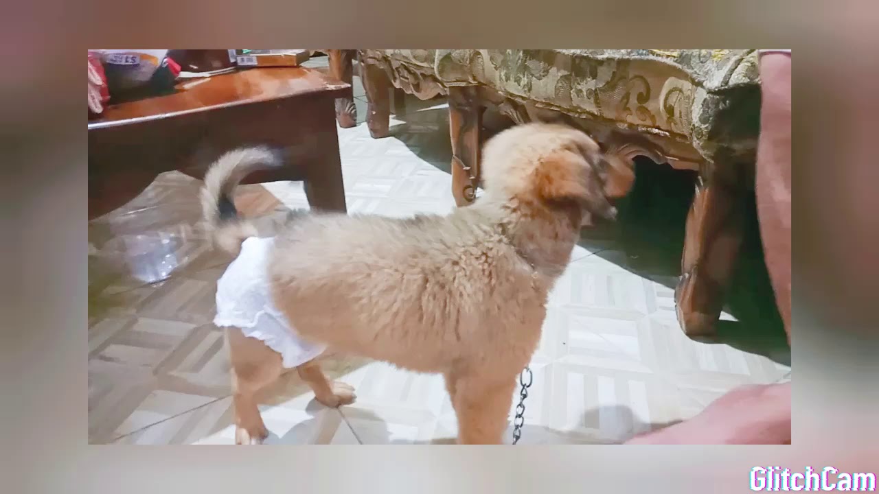 Bulbul~Dog - YouTube