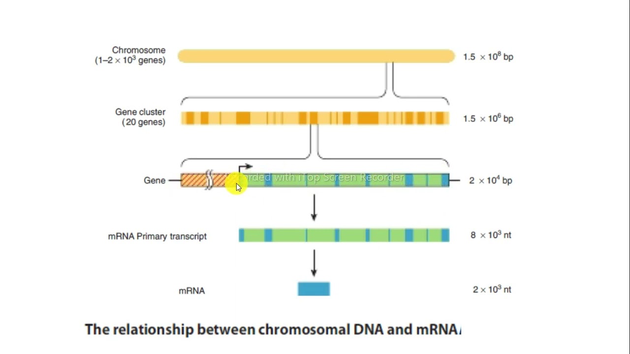 relación cromosoma y gen mRNA proteína biología molecular bioquímica ...