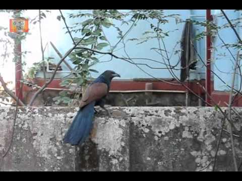 Bharadwaj Bird, bird with golden wings. :) - YouTube