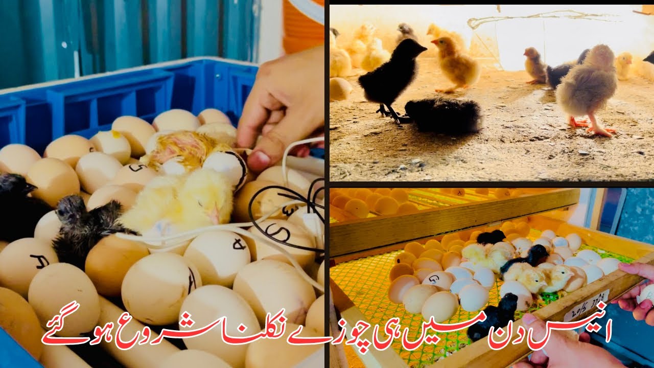 Fancy Chicks Hatching in Record Time! Explore the Incredible Hatchery ...