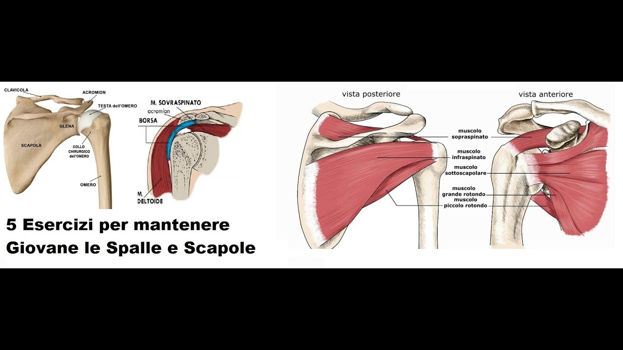 5 Esercizi per mantenere Giovane le Spalle e Scapole - Calisthenics ...