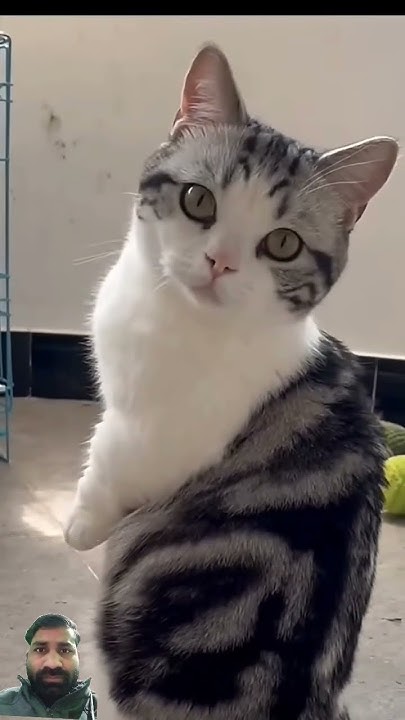 #cat #meoww #kitten #meowworld #catlover #pets #meowslovers - YouTube