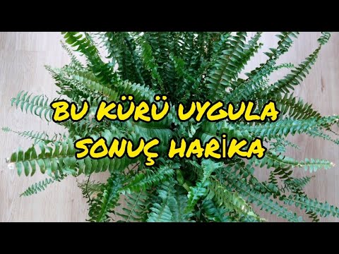 AŞK MERDİVENİ ÇİÇEK COŞTURAN KÜR #flovers #çiçeklerim #çiçekcoşturankür