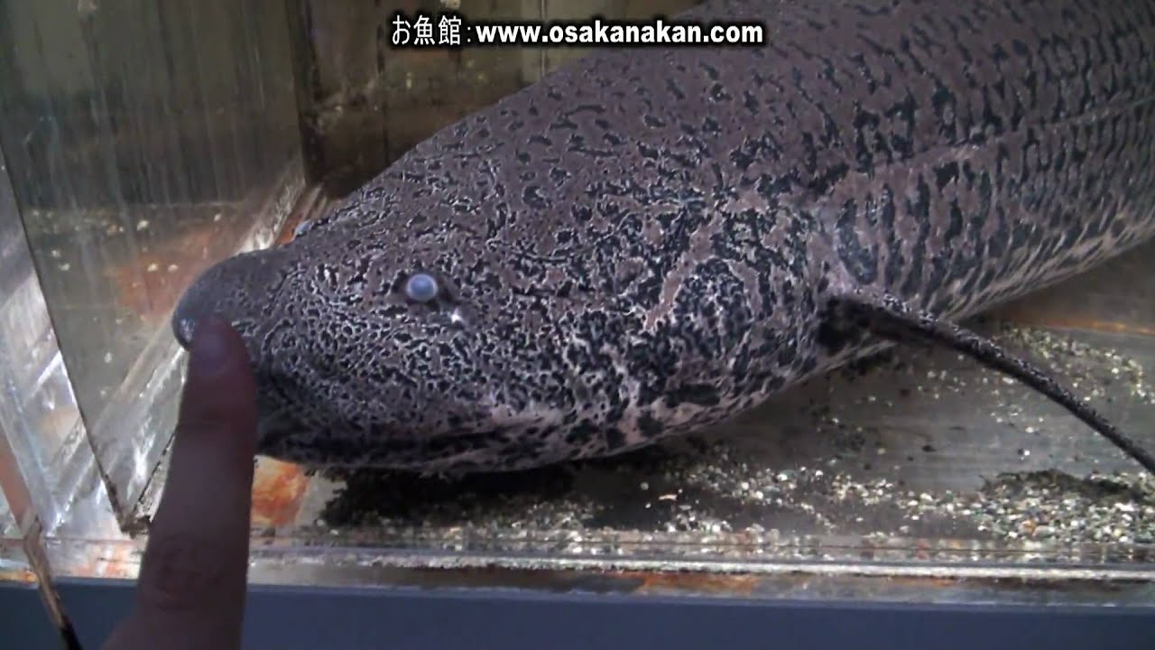 プロトプテルス・エチオピクス（Marbled lungfish）学名：Protopterus aethiopicus - YouTube