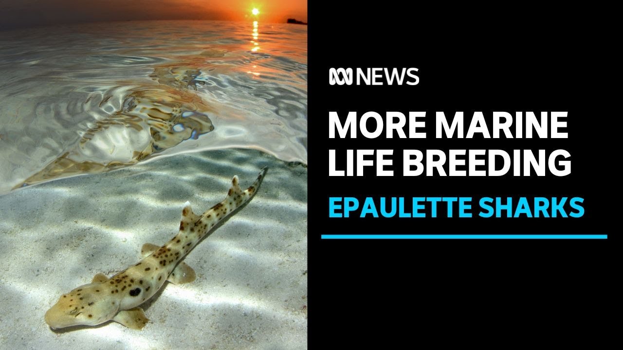 Researchers hatch 30 baby sharks in breeding plan success | ABC News ...
