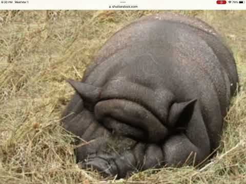 What the heck is that big fat pig doing here 🤣