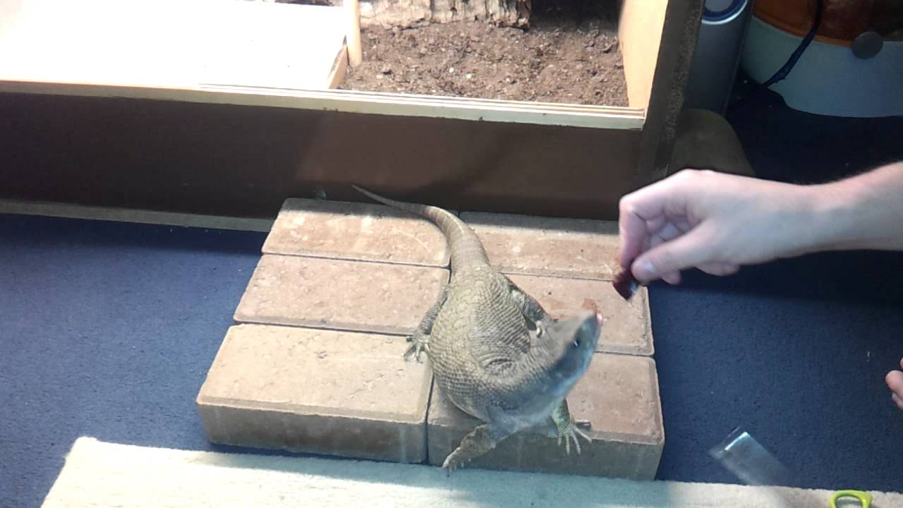 Tricks for Treats & Hand Feeding My Bosc Monitor - YouTube