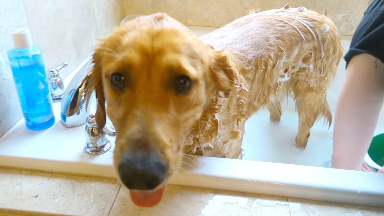 My Dog Has A Spa Day!! - YouTube