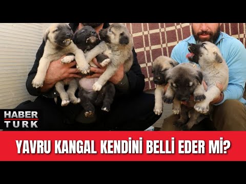 Safkan yavru Kangal nasıl anlaşılır?