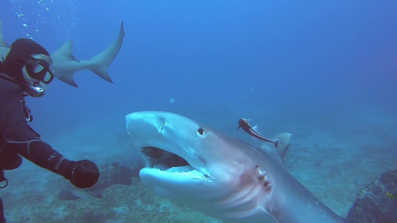 Shark Diving Aug 14, 2019 - YouTube