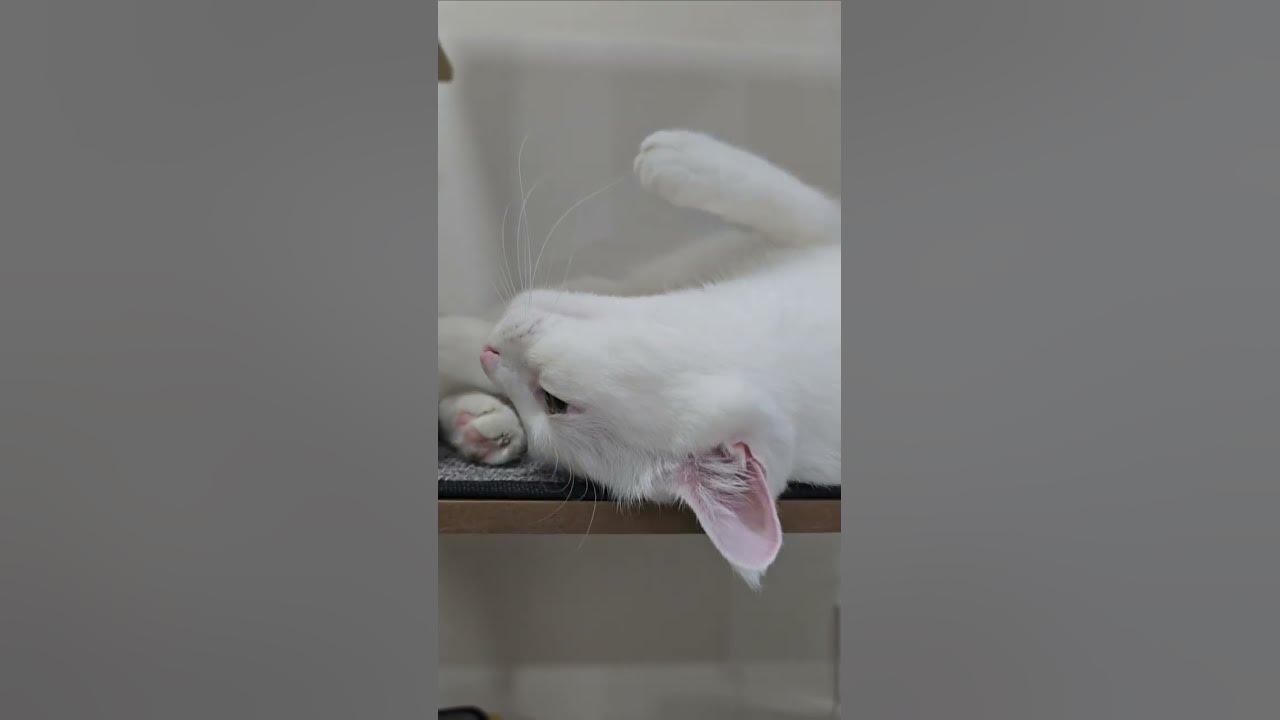 아무것도 하기싫디냥~~#고양이#kitten #고양이일상 #고양이영상 #아무것도하기싫다#cat - YouTube