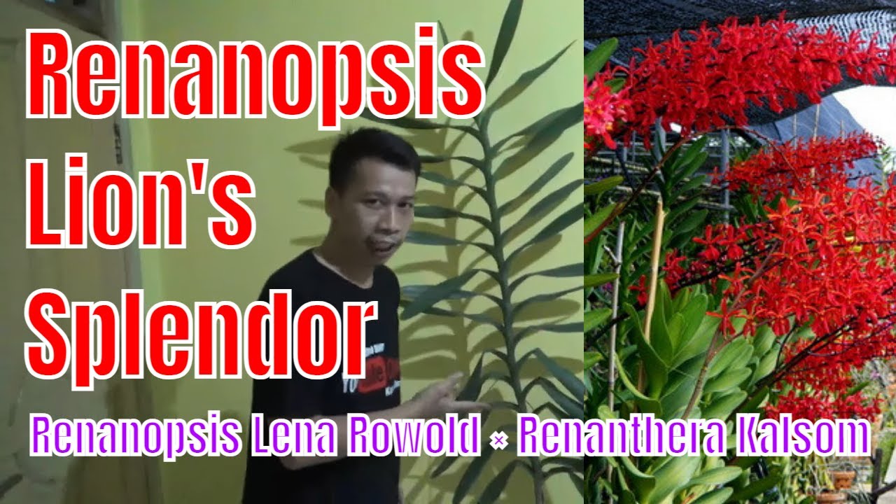 Renanopsis Lion's Splendor (Renanopsis Lena Rowold × Renanthera Kalsom ...