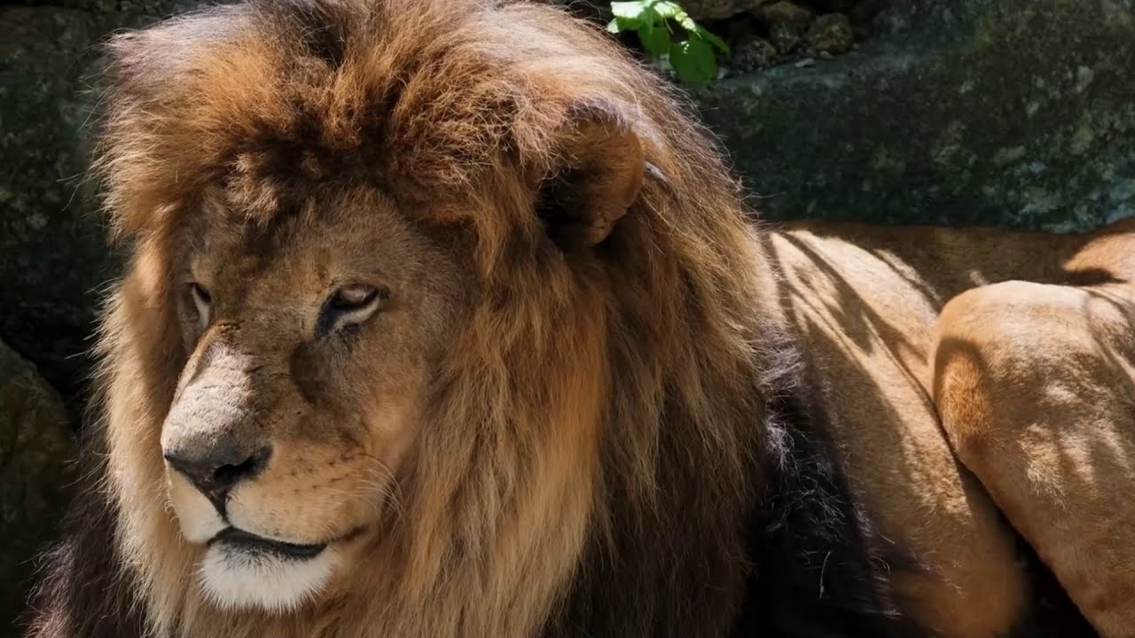 Calm in the Wild: Gentle Animals and Serene Nature Scenes - YouTube