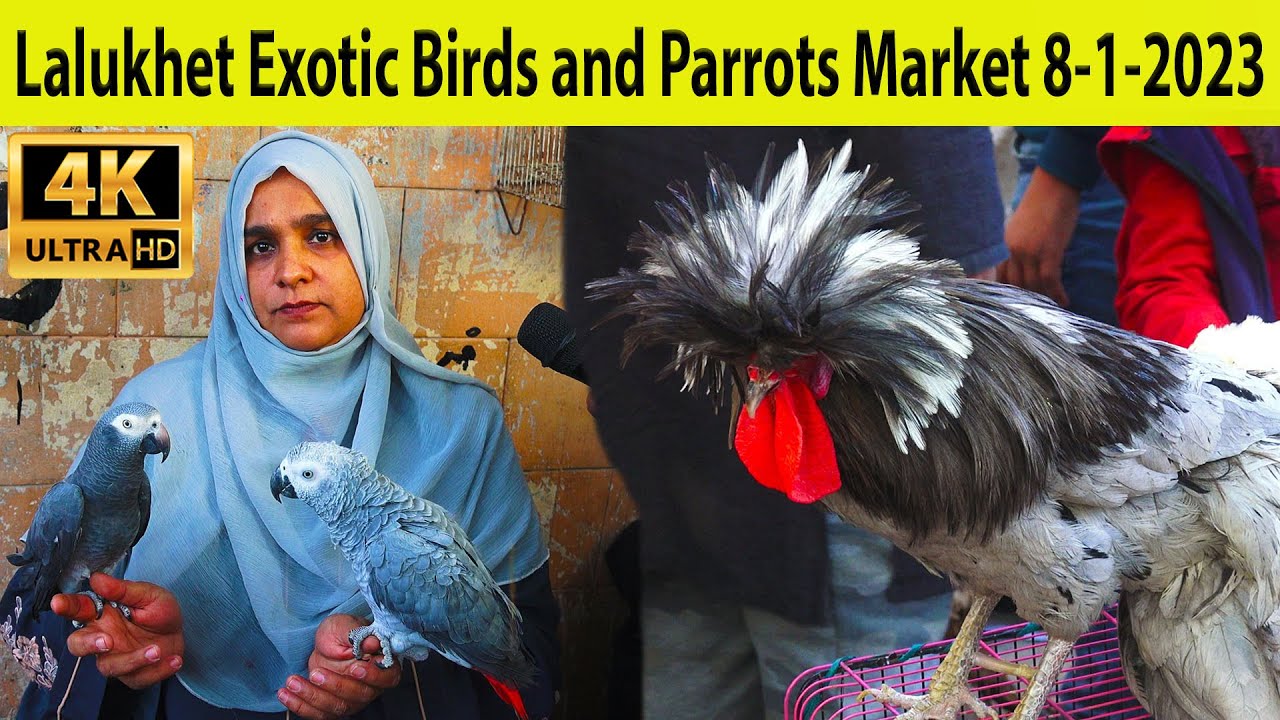 Lalukhet Exotic Birds Parrots and Hen Rooster Market 8-1-2023 Karachi ...