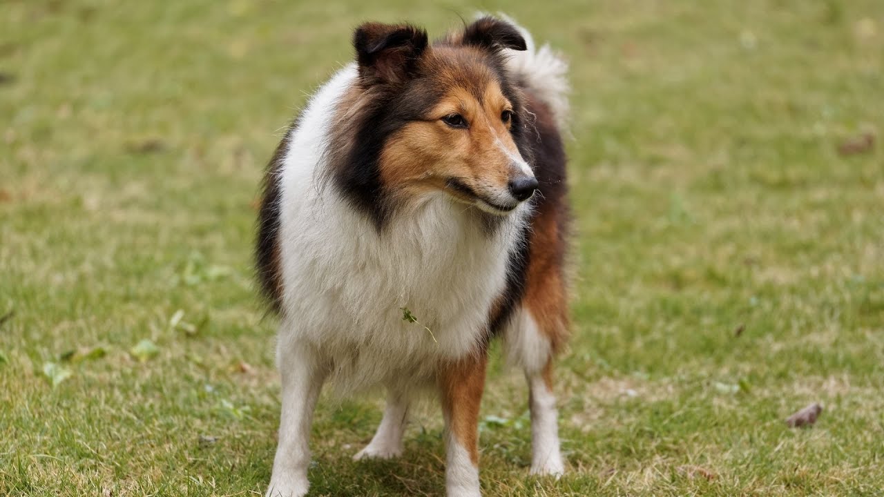 Creating a Harmonious Relationship Between a Shetland Sheepdog and a ...