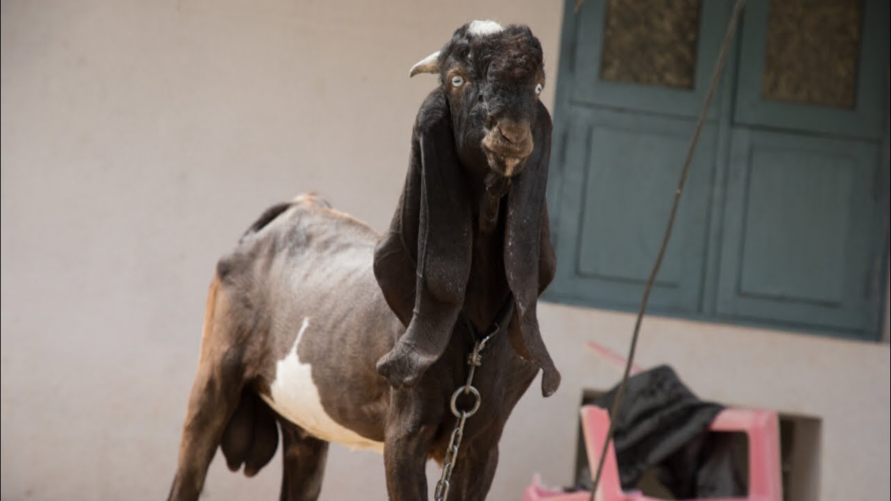 Pure Jamunapari Male goat of Kiram Ramanagar - YouTube