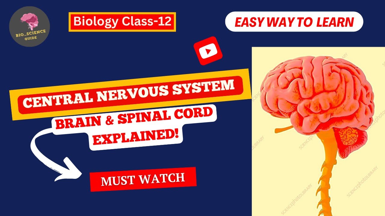 Central Nervous System Explained: Brain & Spinal Cord Functions ||Bio ...
