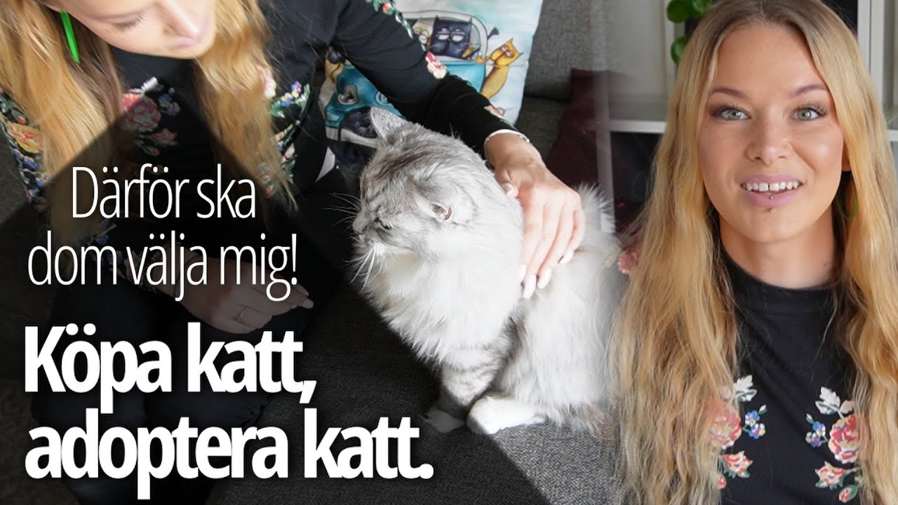 Köpa & adoptera katt. Vad jag kan erbjuda. (skickat till person för adoption) Skaffa katt. - YouTube