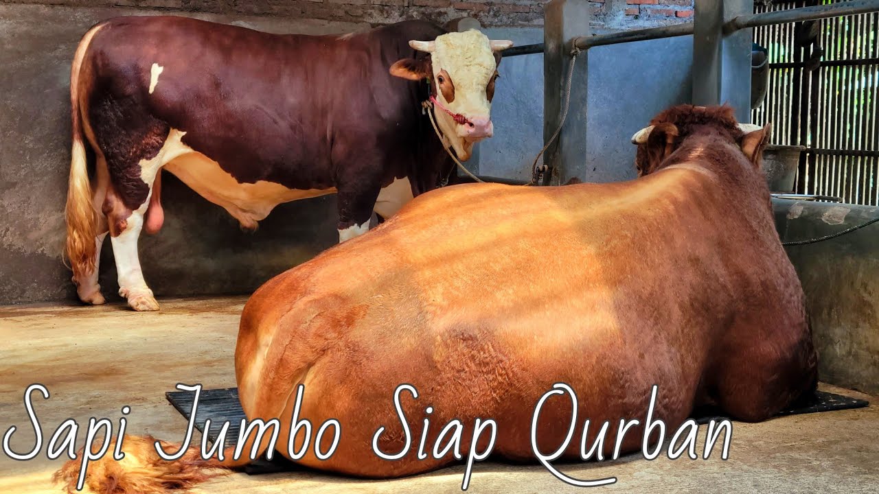 SAPI JUMBO Masih Free Dan Siap Untuk Qurban Th Ini... - YouTube